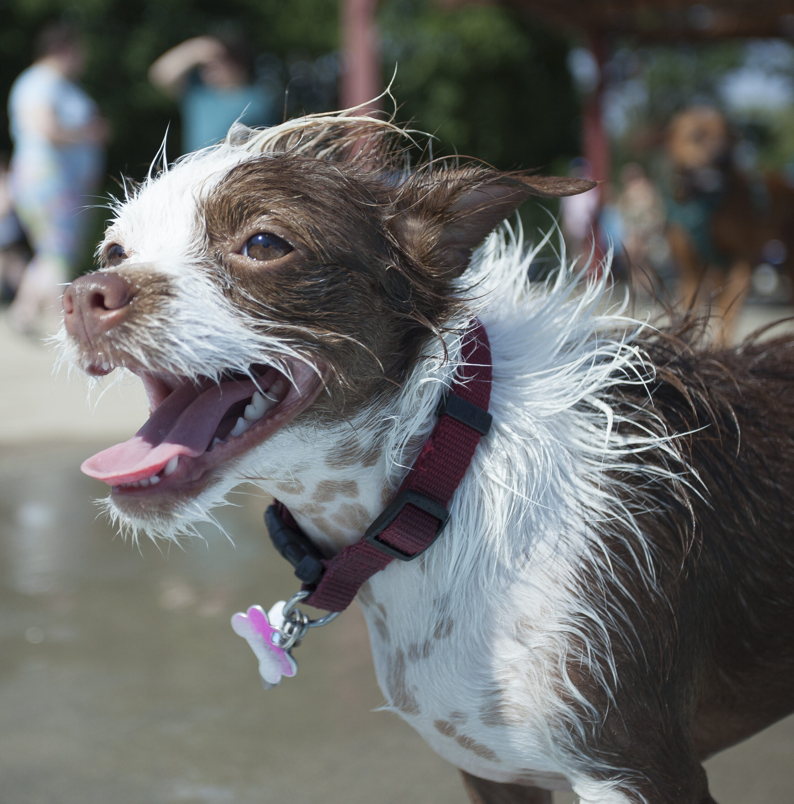 Pooch Plunge canceled due to extreme heat; event won’t be rescheduled ...
